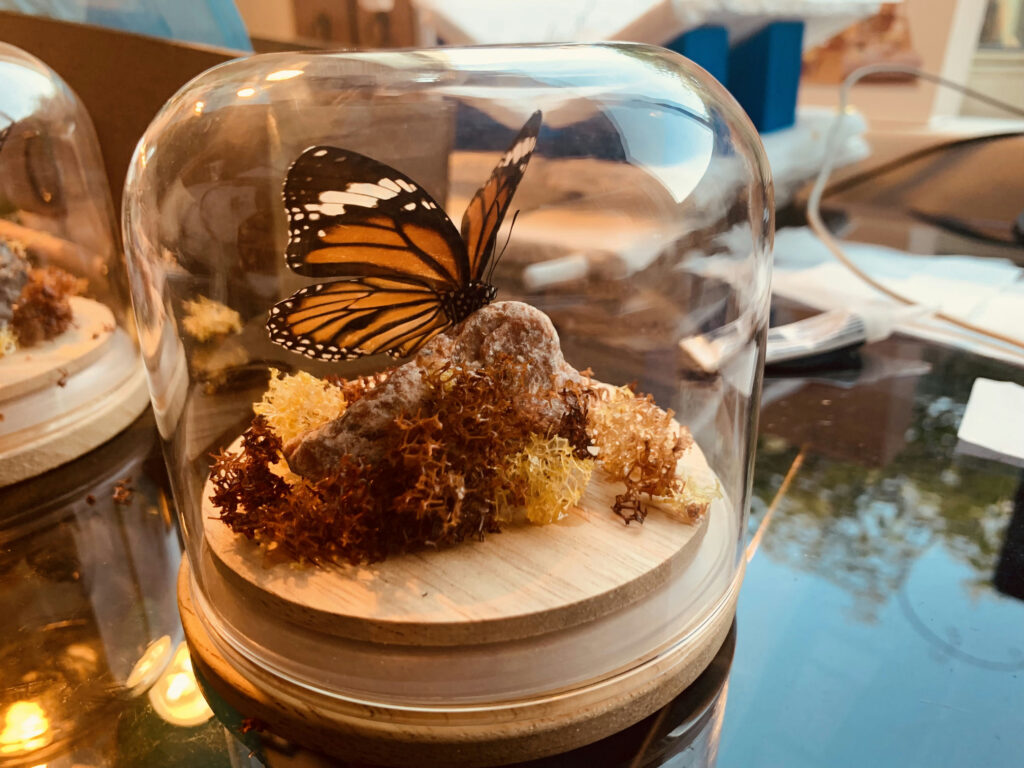 Butterfly Dome - Danaus Plexippus (Monarch) - Vassalite Creations